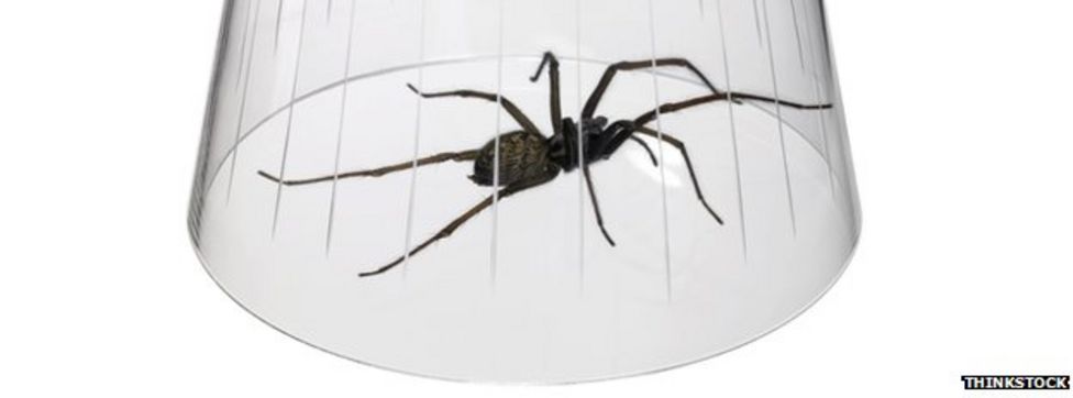 Giant house spiders moving indoors after wet UK summer - BBC News