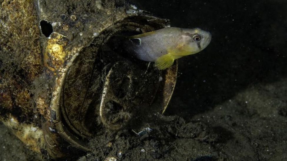 Scottish Nature Photography Award winners announced - BBC News