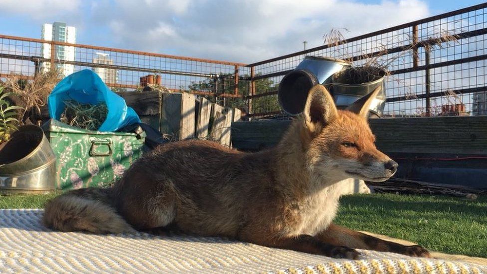 Fox on a hot London roof trends on Twitter - BBC News