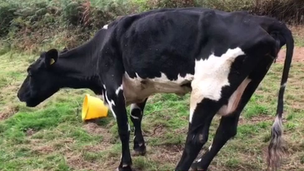 Cornwall smallholder admits 'unnatural breeding' - BBC News