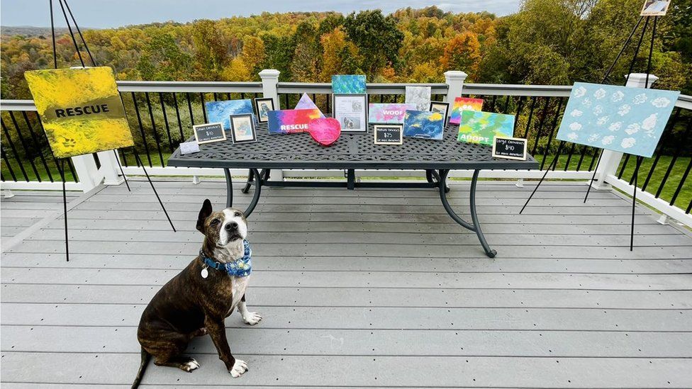 Meet Van Gogh, the dog that paints! - BBC Newsround