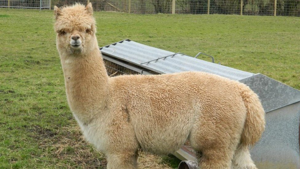 Alpaca dies following New Forest dog attack - BBC News