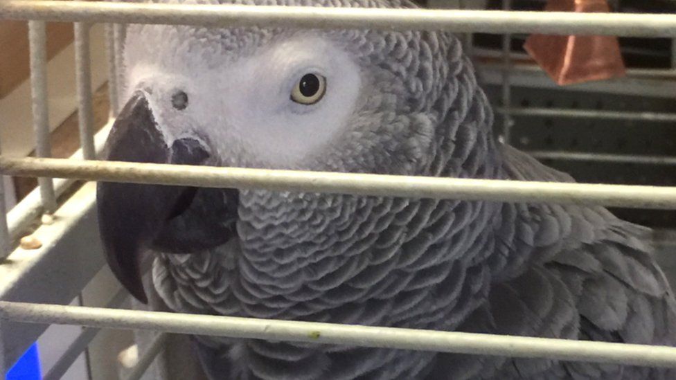 Aberavon: Missing budgie found on beach nine miles from home - BBC News