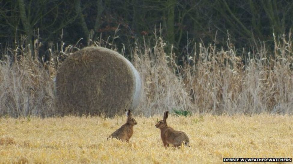 Gallery: Spring is in the air - BBC Weather