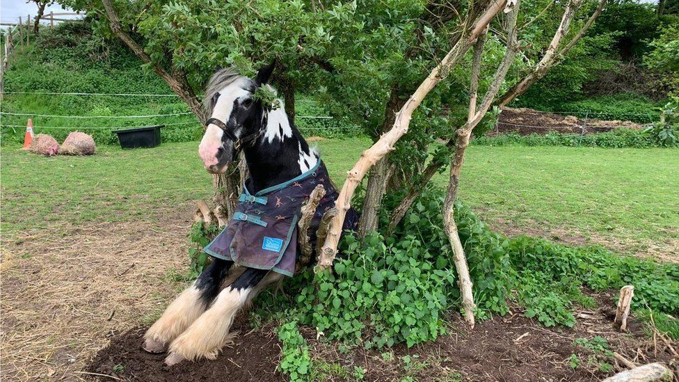 Horse rescued after falling into Grays river - BBC News