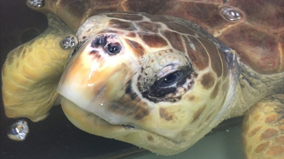 Injured Guernsey turtle Olivia released in Gran Canaria - BBC News