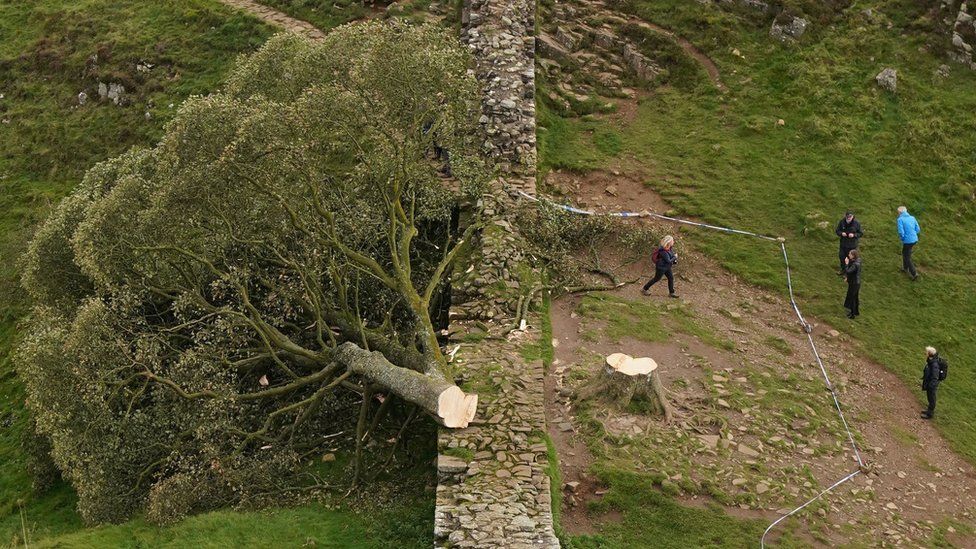 Sycamore Gap: Damage to Hadrian's Wall confirmed - BBC News