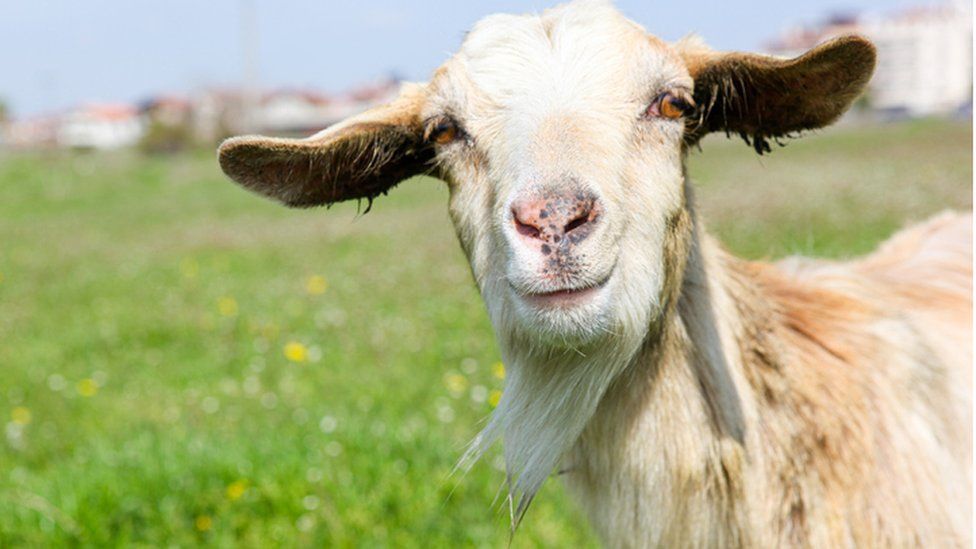 Alicudi: Italian island to give away free goats - BBC Newsround
