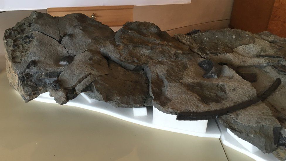 Skye's Storr Lochs Monster fossil unveiled in Edinburgh - BBC News