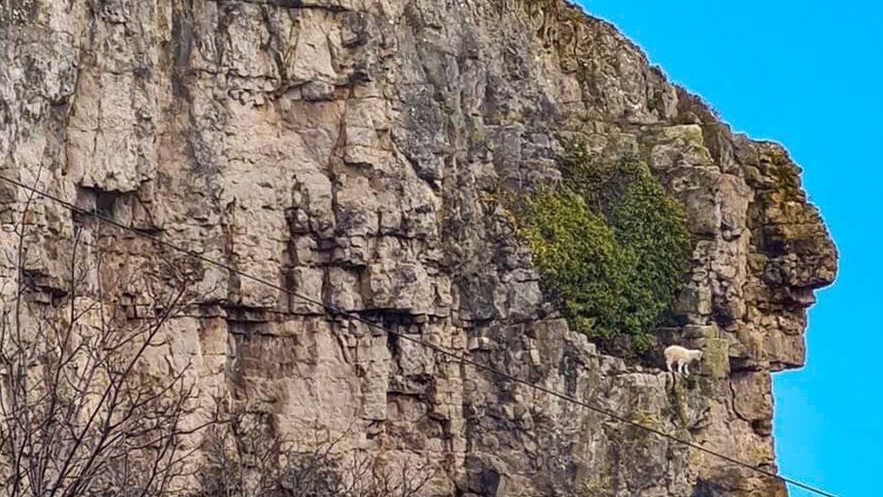 Llandudno: Stranded Great Orme goat dies after cliff fall - BBC News