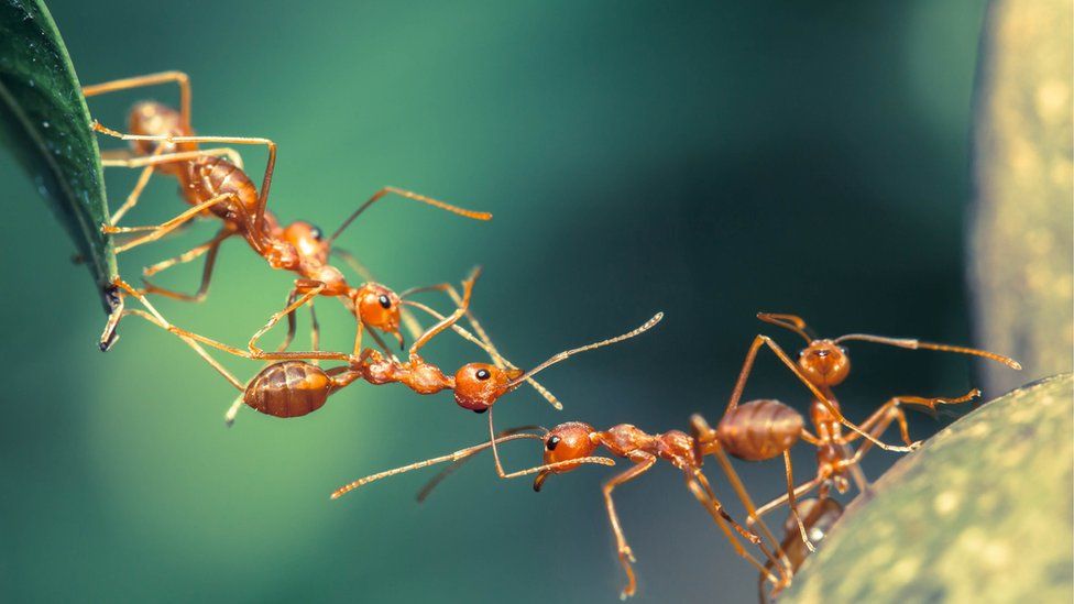 New study reveals how many ants there are in the world - BBC Newsround