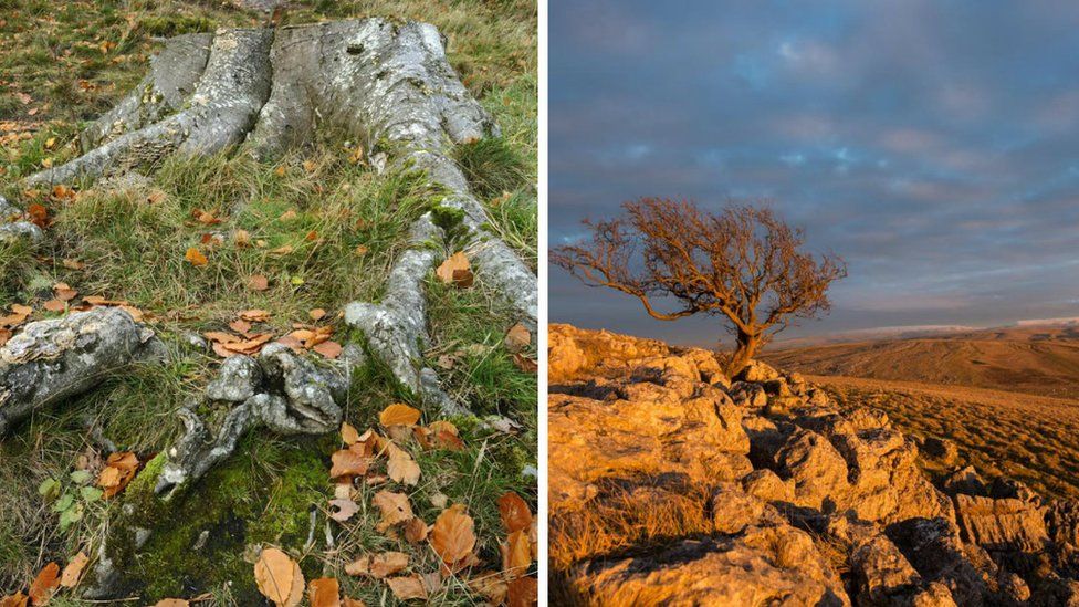 Lightning-hit Courageous Tree named best Cumbrian tree - BBC News