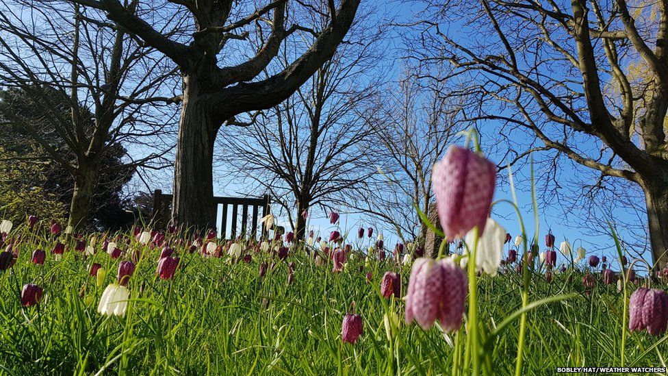 Your photos as spring begins - BBC Weather