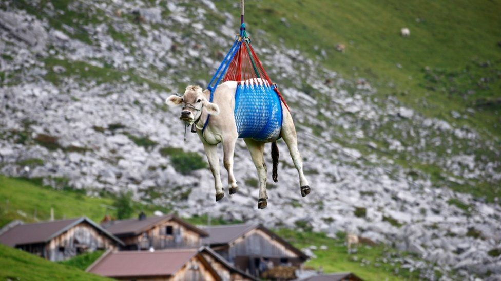 Cows in Swiss Alps airlifted to lower pastures for autumn - BBC Newsround