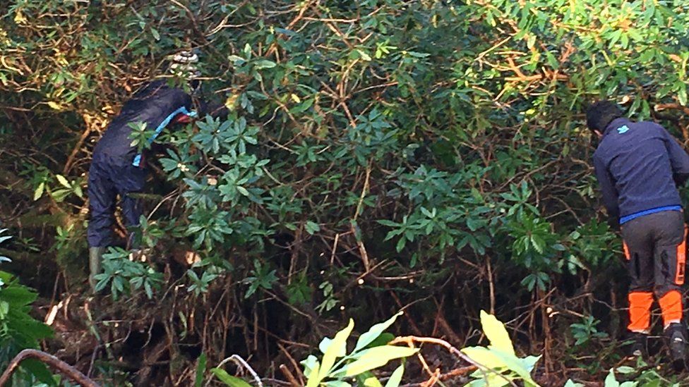 Bash and Burn: Fermanagh estate fights alien invasion - BBC News