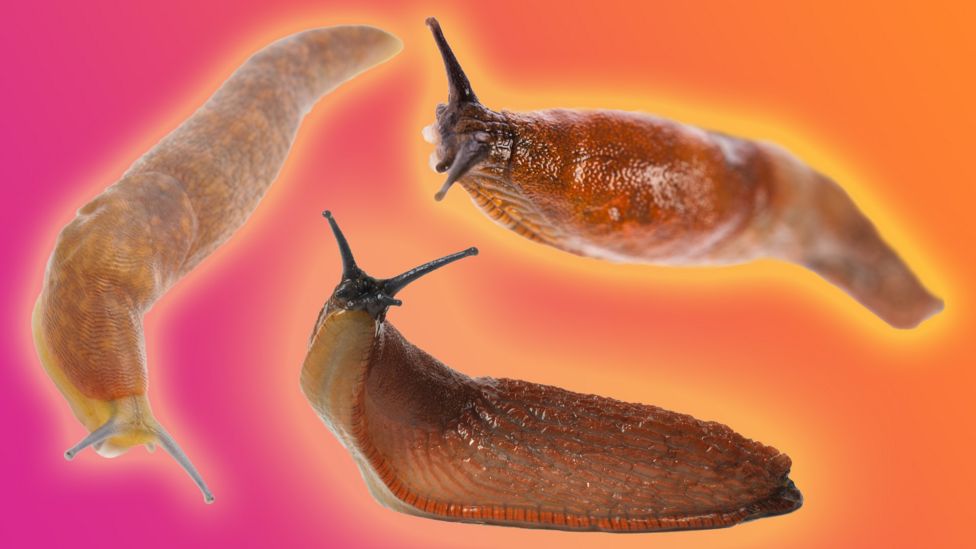 Harper Adams scientists look for new ways to control slugs - BBC News
