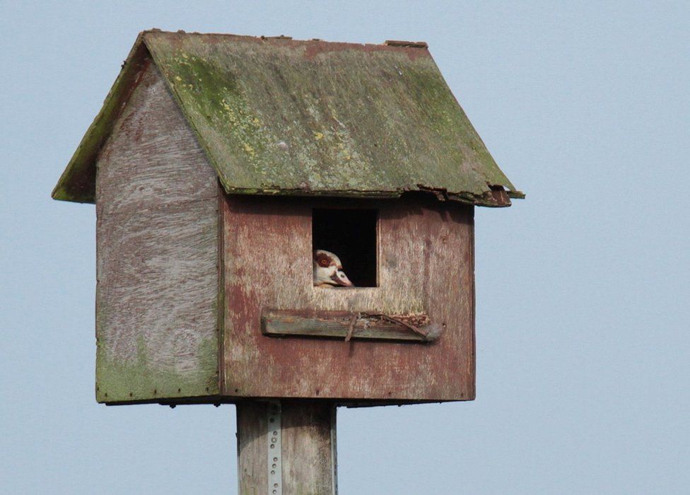 Egyptian goose chicks 'leap' from kestrel box nest - BBC News