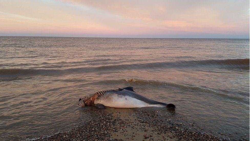 Harbour porpoise found washed-up on Suffolk beach - BBC News