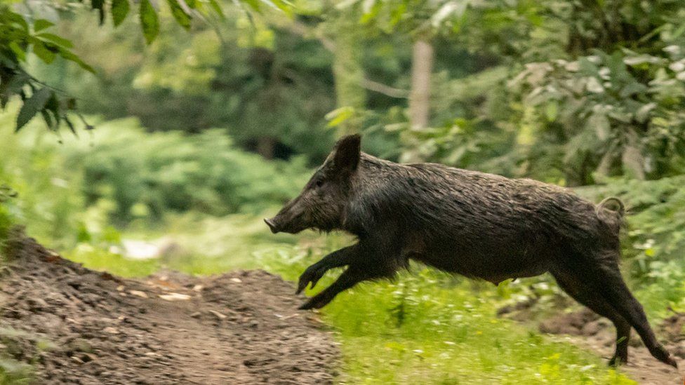 Forest of Dean: 'Tamed' wild boars seek food in villages - BBC News