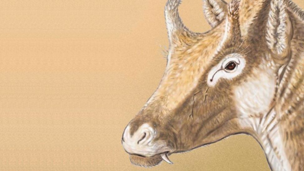 Scientists weigh in on 'giraffe relative' fossil - BBC News