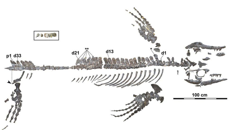 Fossil identified of ancient sea dragon found in Japan - BBC Newsround