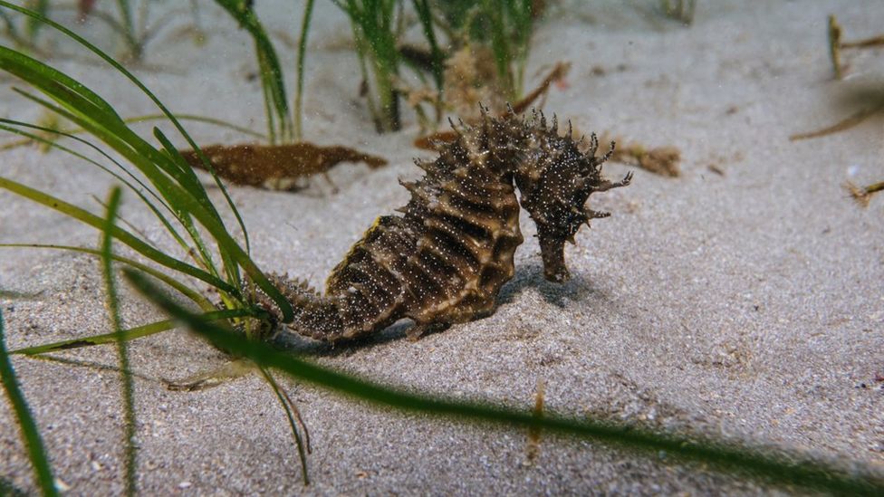 Marazion Beach: Rare cuttlefish found after Storm Eunice - BBC News