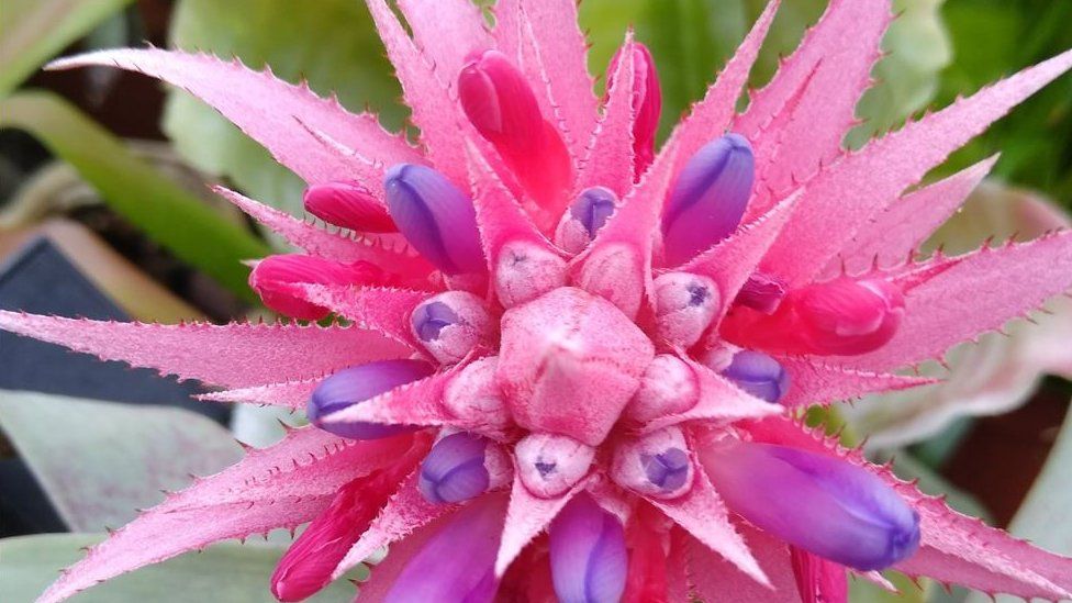 Lottery cash to make rare Liverpool plant collection bloom - BBC News