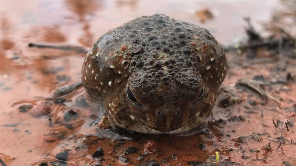 Rare grumpy frog spotted in Australia - BBC Newsround