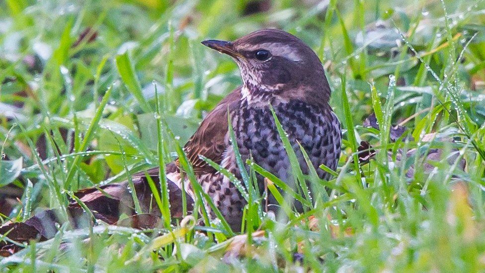 Birdwatchers in Beeley to see 'very rare' dusky thrush - BBC News