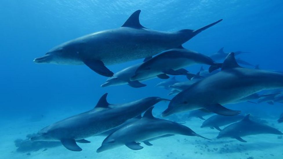 Young sailors from Tenby 'ecstatic' at dolphin encounter - BBC News