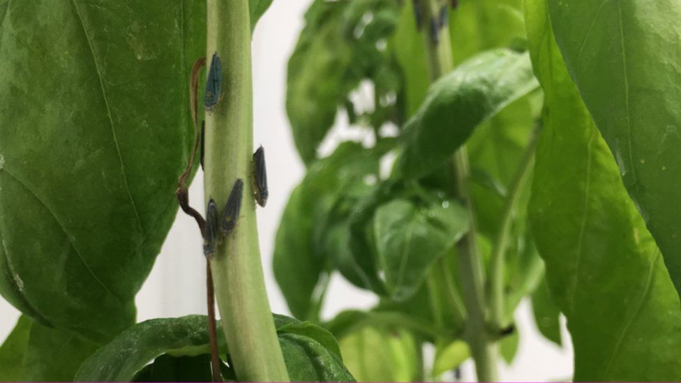 Insect shoots its WEE away at top speeds - meet the glassy-winged ...