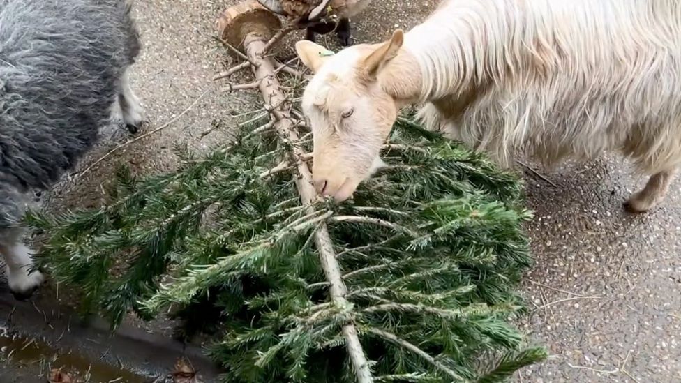 Hamerton zoo gives used Christmas trees to its animals - BBC News