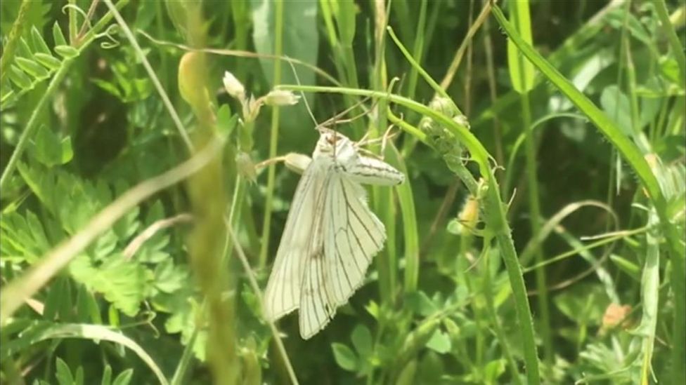 Kent Farmers help conservationists to revive rare moth - BBC News