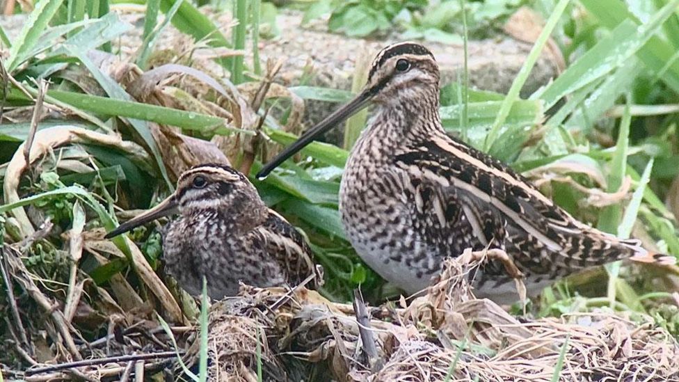 Birdwatchers flock to Welwyn to see rare jack snipe sighting - BBC News