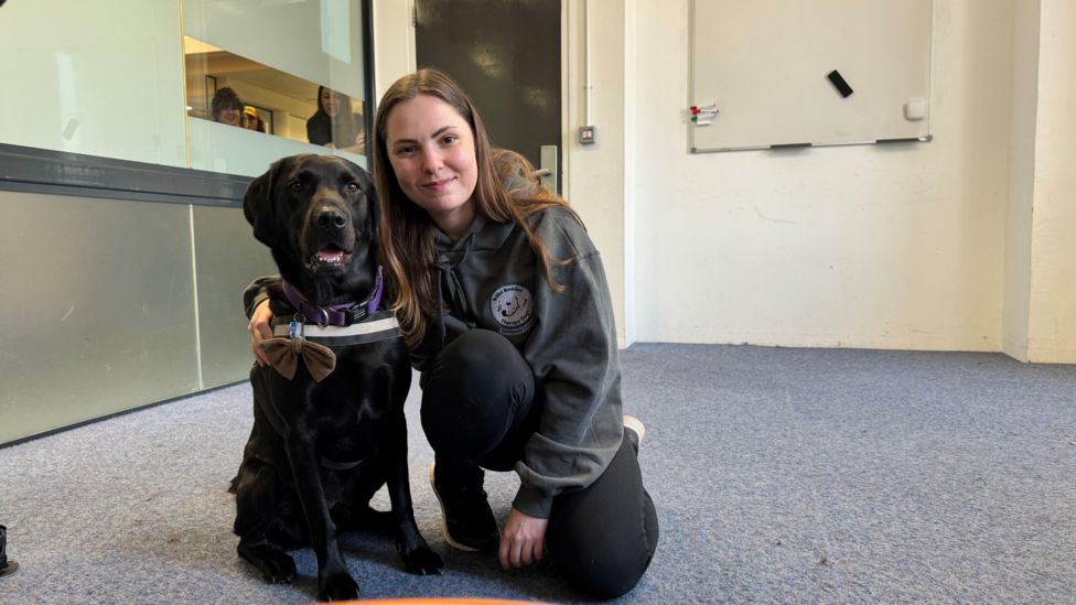 Therapy dogs help students' wellbeing during exams - BBC News