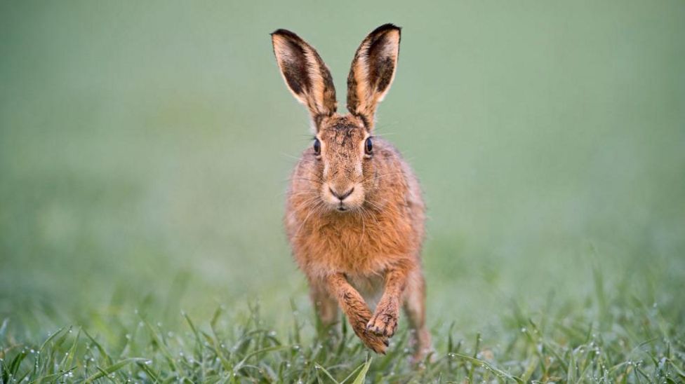 Dog bans and fines for two charged under new hare coursing law - BBC News