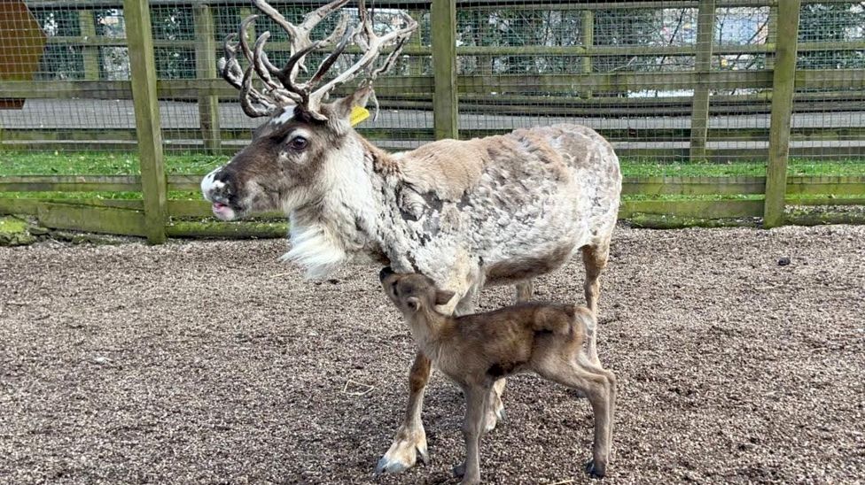 Dudley Zoo's baby reindeer is a real Peach - BBC News