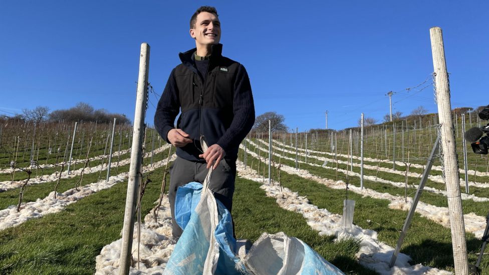 How sheep wool helps north Wales vineyard make better wine - BBC News