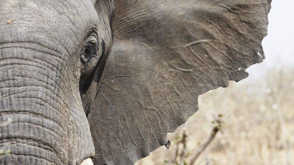World Elephant Day: Ten facts about amazing elephants - BBC Newsround