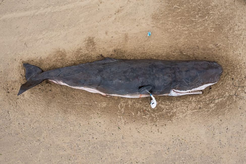 Hyper-real whale model appears on Whitehaven beach - BBC News