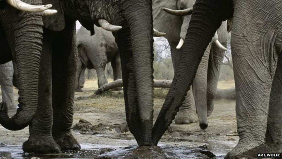 Elephant poaching hotspots identified - BBC News