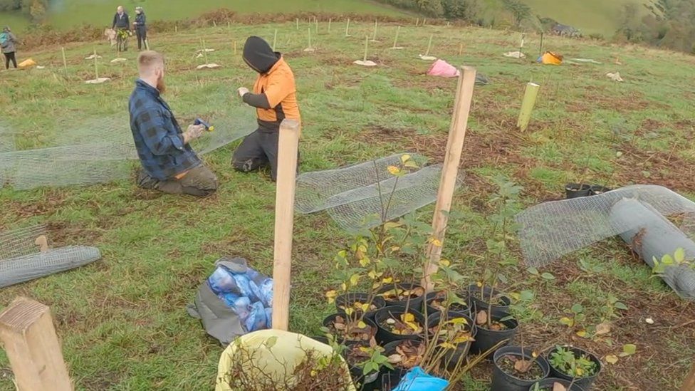 Woodland of 13,000 trees to be planted on Exmoor - BBC News