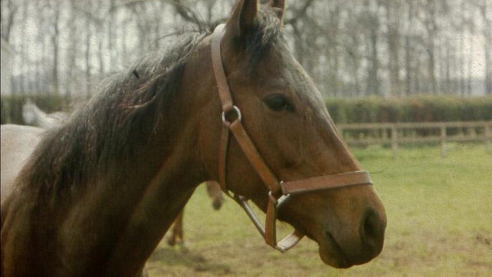 Case of horse disease strangles found in New Forest - BBC News