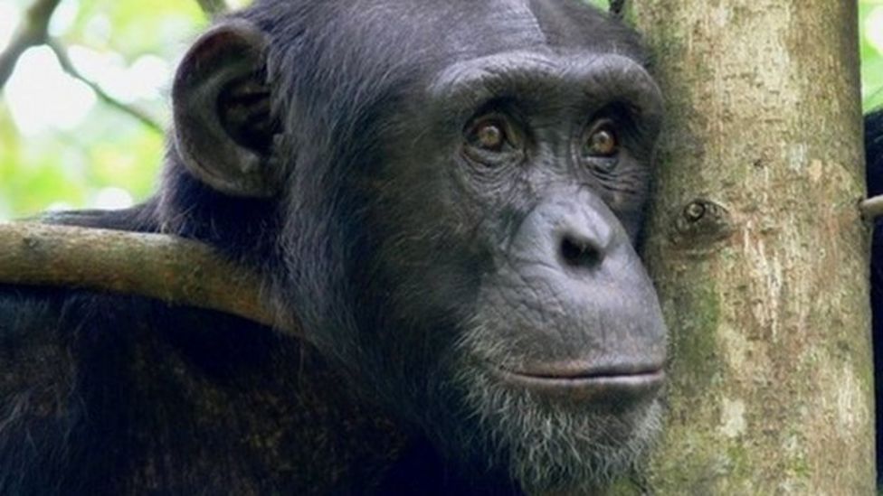 Primate tool-use: Chimpanzees make drinking sticks - BBC News