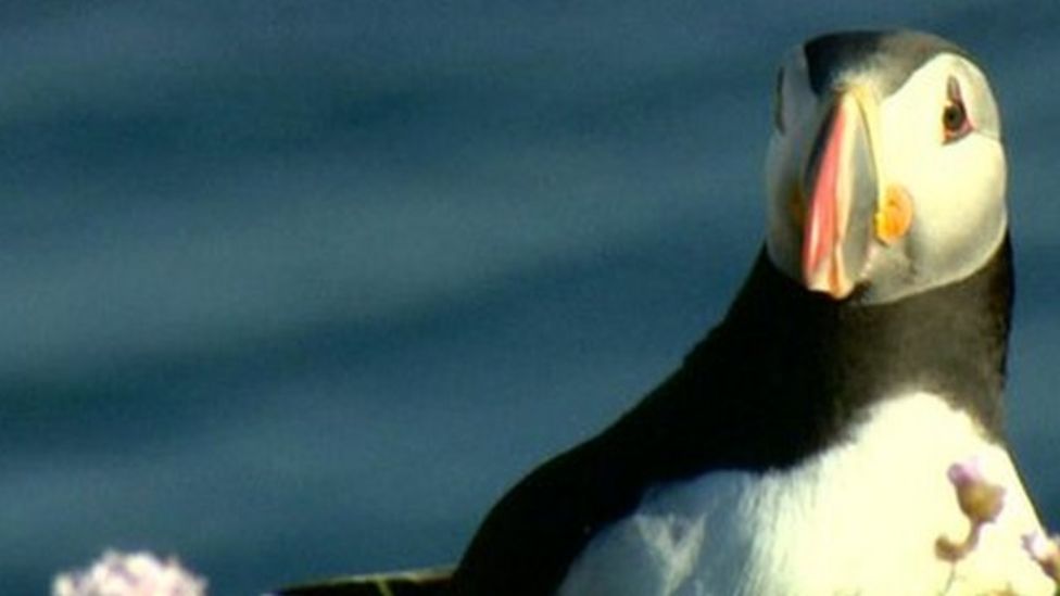 Instagram bird filters showcase the UK's most threatened bird species ...