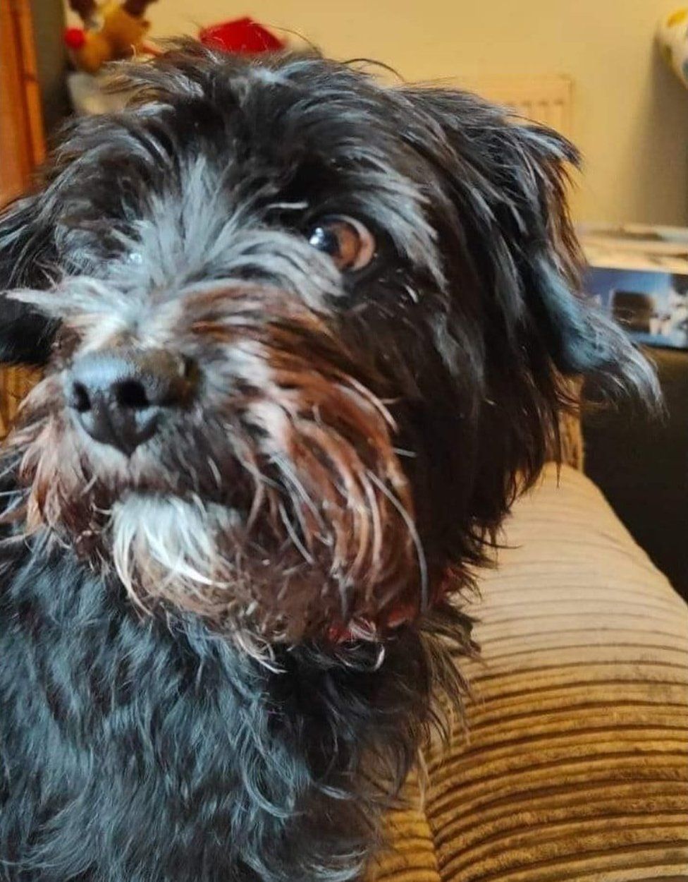 Search to find dog driven off in stolen van - BBC News