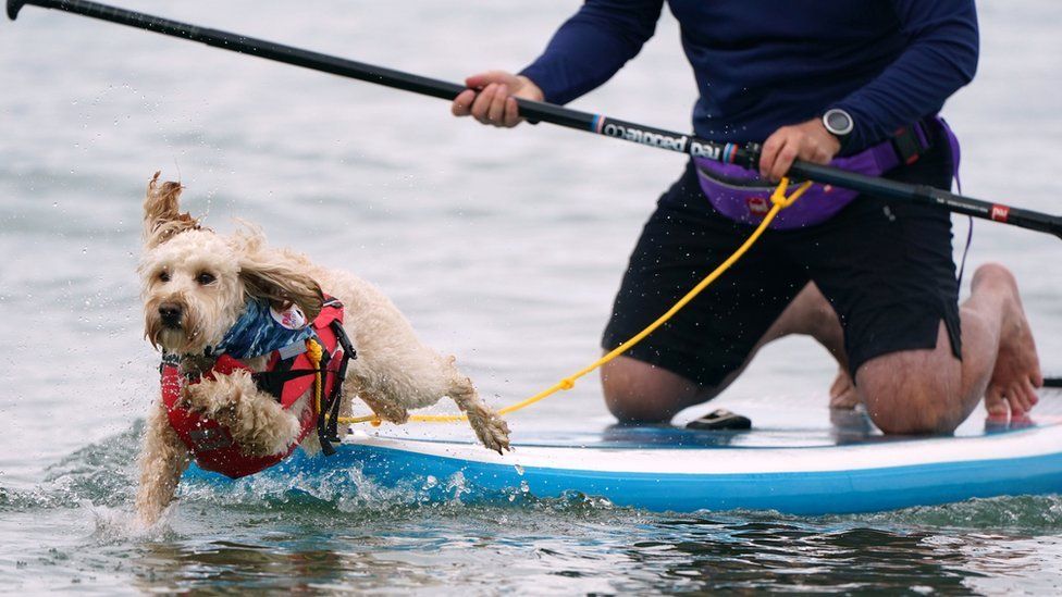 Surfing dogs put best paws forward to win Dogmasters 2021 - BBC Newsround