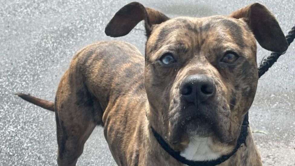 XL Bully: New legislation comes into effect - BBC News