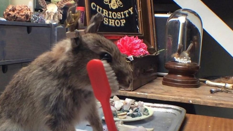 The women who are killing it in taxidermy - BBC News