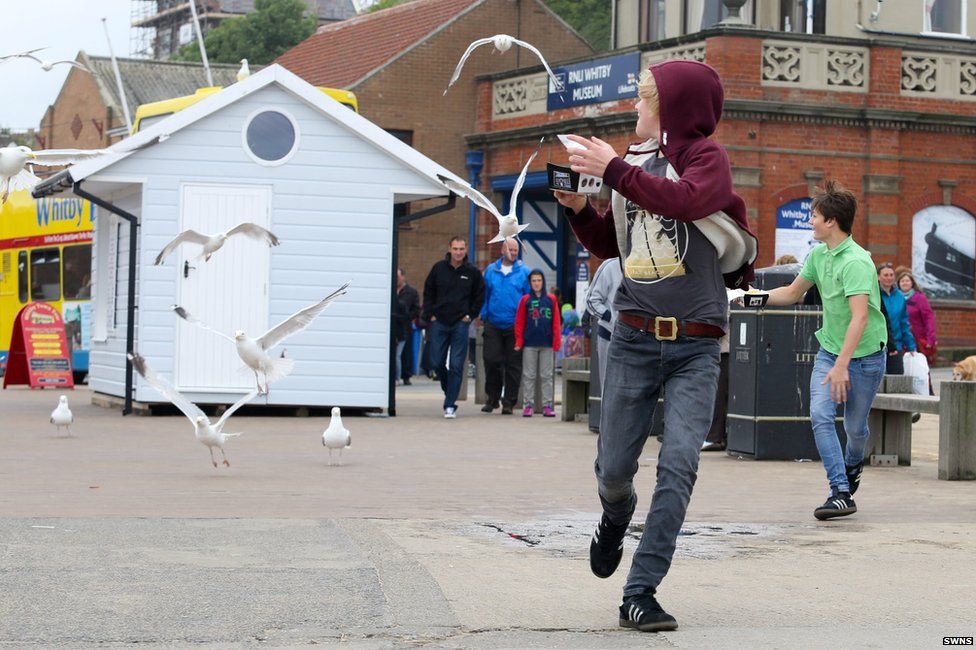 'Gull running' craze sweeps UK seaside towns from Whitby to Newquay ...